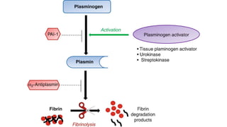 Coagulation cascade & Fibrinolytic Mechanisms.PPTX