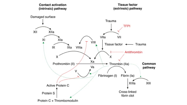 Coagulation cascade & Fibrinolytic Mechanisms.PPTX