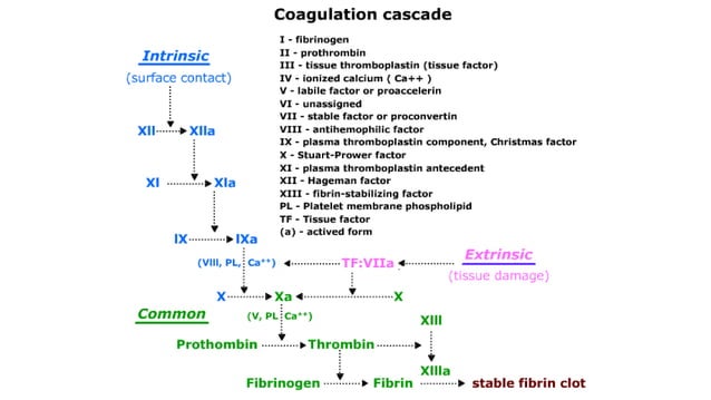 Coagulation cascade & Fibrinolytic Mechanisms.PPTX