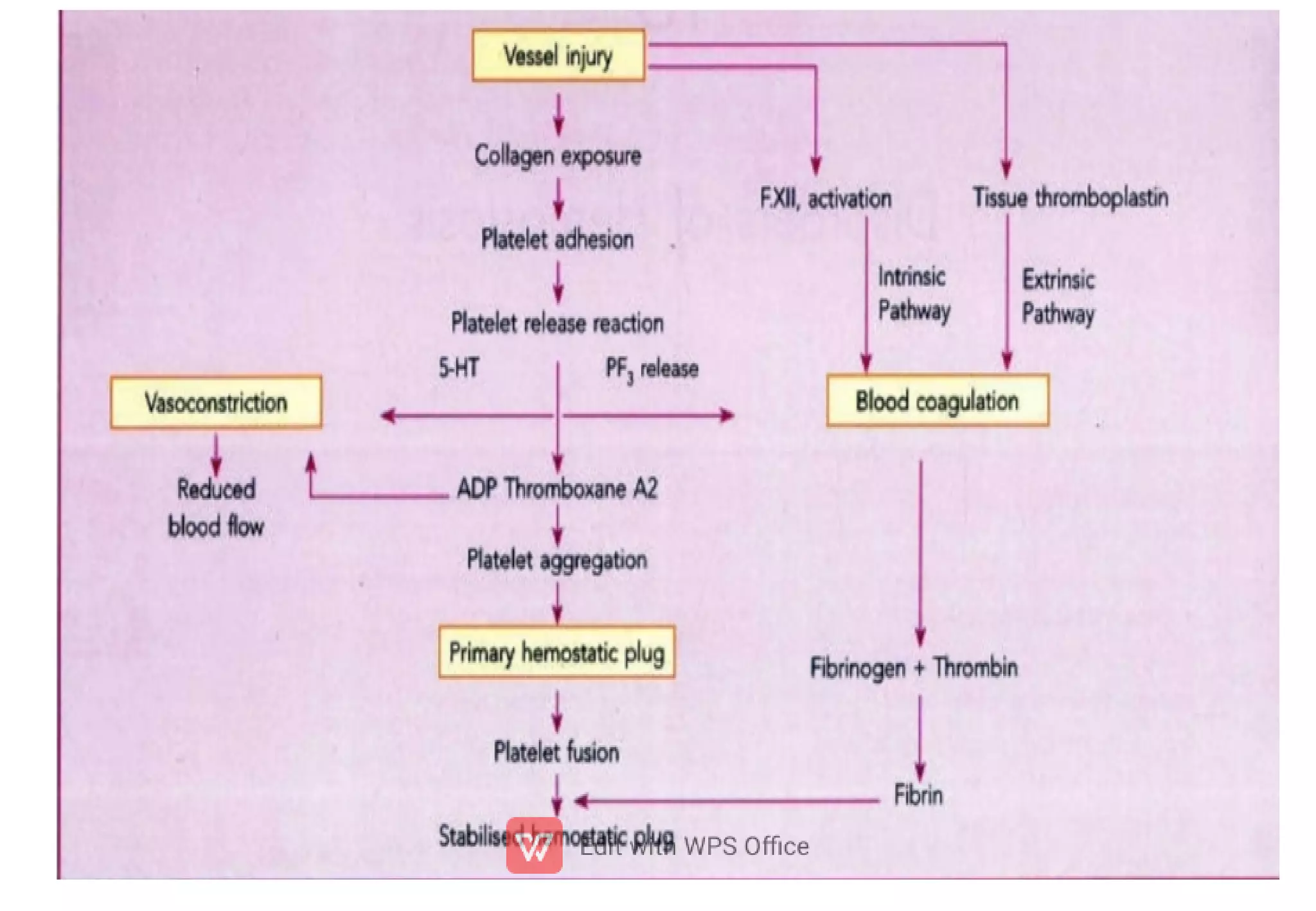 coagulation disorders.pdf