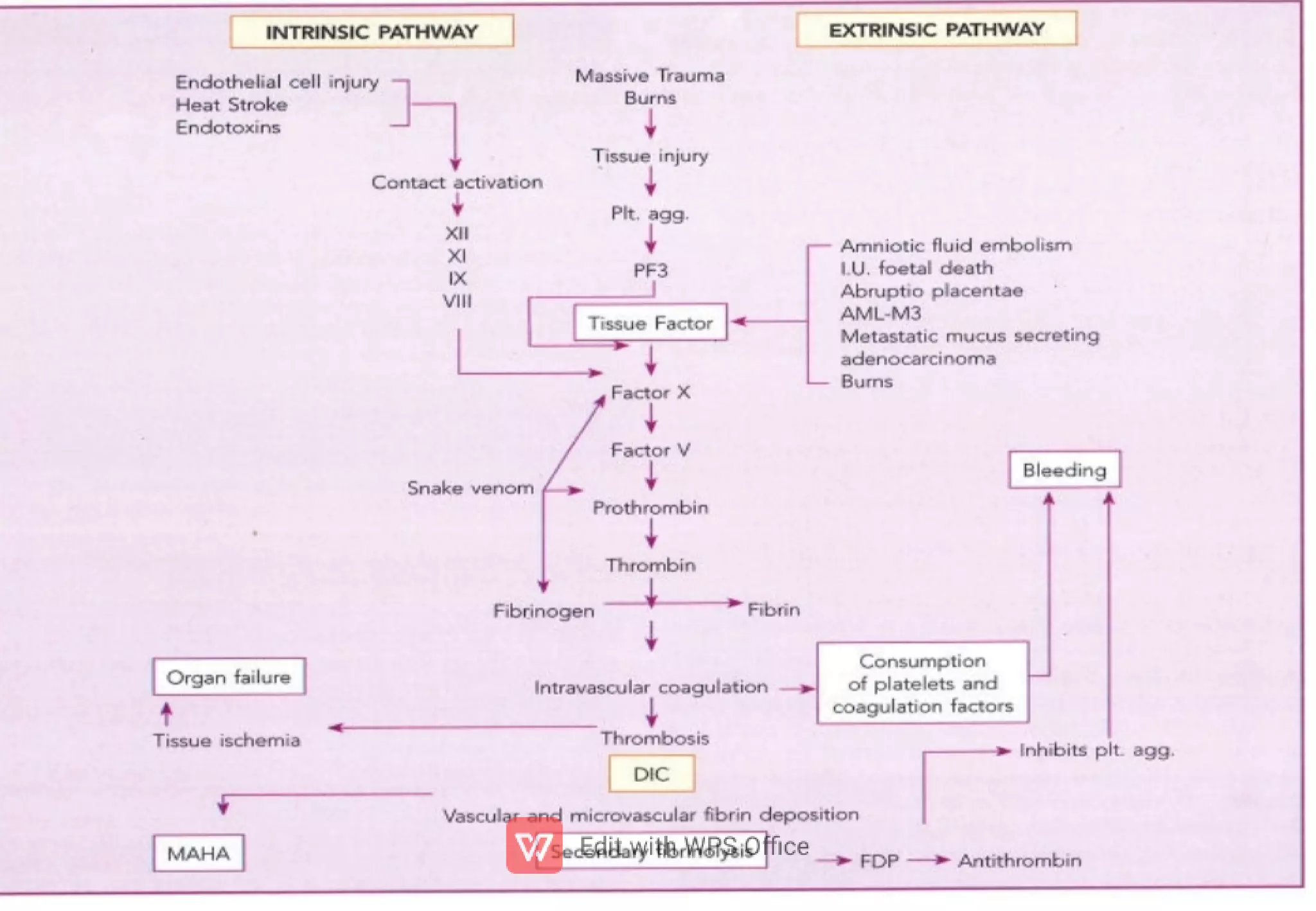 coagulation disorders.pdf