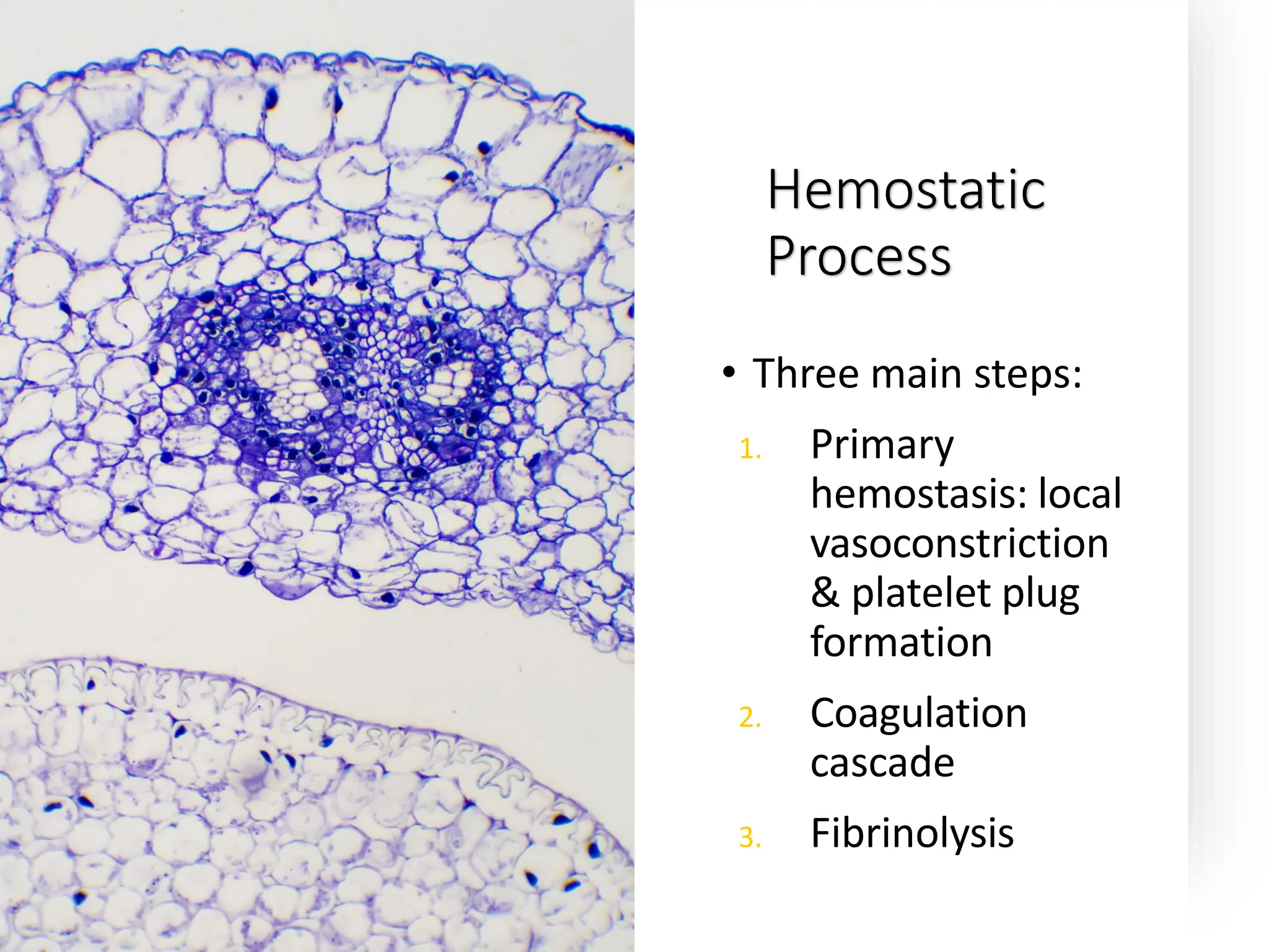 Hemostasis and Coagulation Disorders.pdf