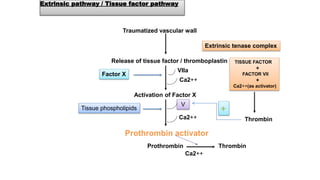 coagulation in CLD ppt.pptx