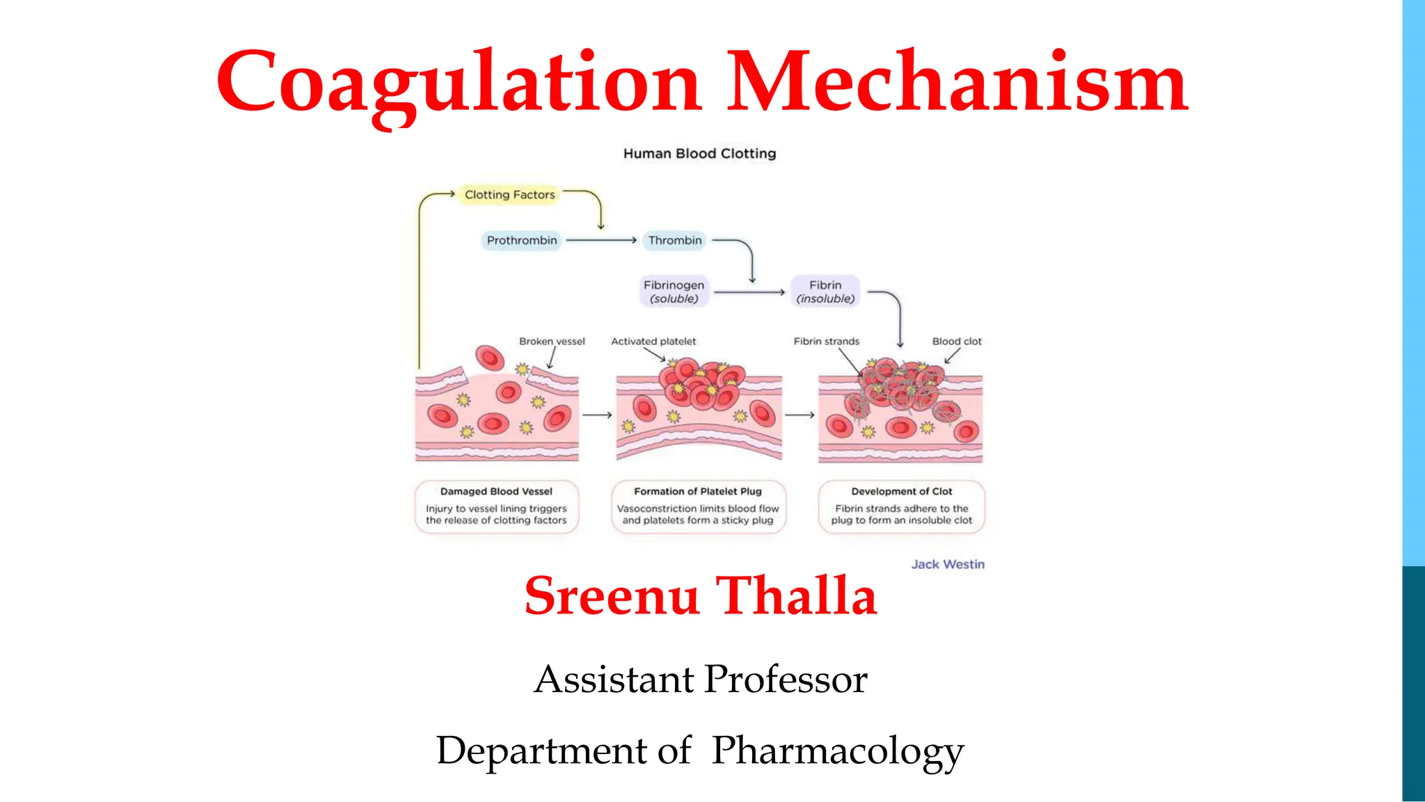 Coagulation Mechanism and blood disorders | PPTX