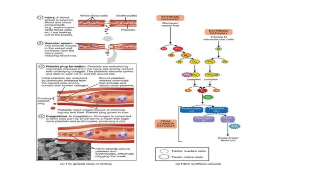 Coagulation pathway.pptx | Blood Disorders | Diseases and Conditions