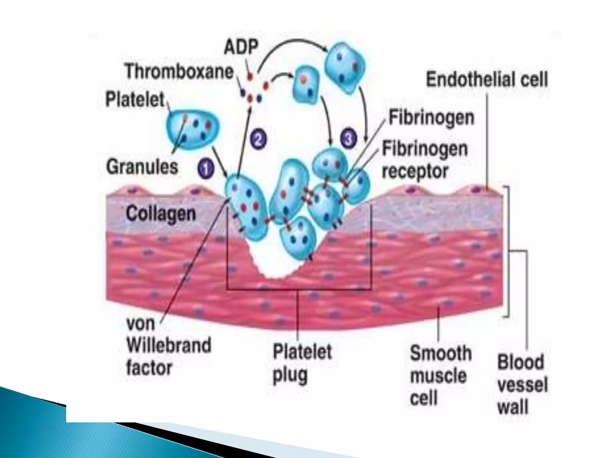 COAGULATION PROFILE.pptx