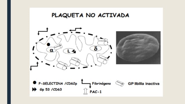 COAGULOGRAMA BASICO.pdf