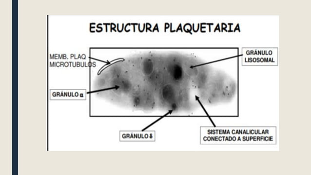 COAGULOGRAMA BASICO.pdf