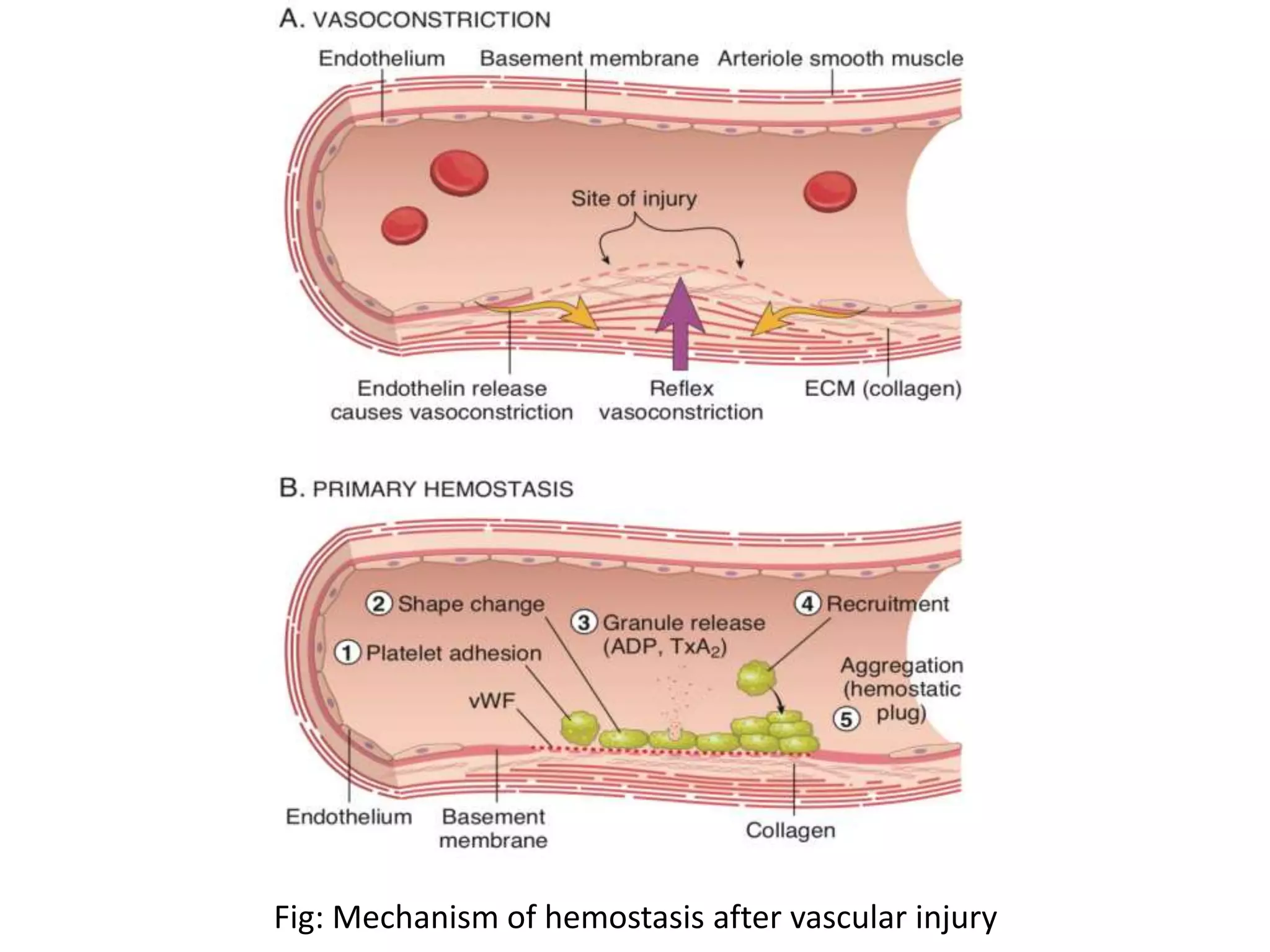 Coagulopathy | PPTX