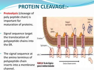 Co and post translationational modification of proteins | PPTX