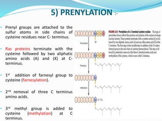 Co and post translationational modification of proteins | PPT