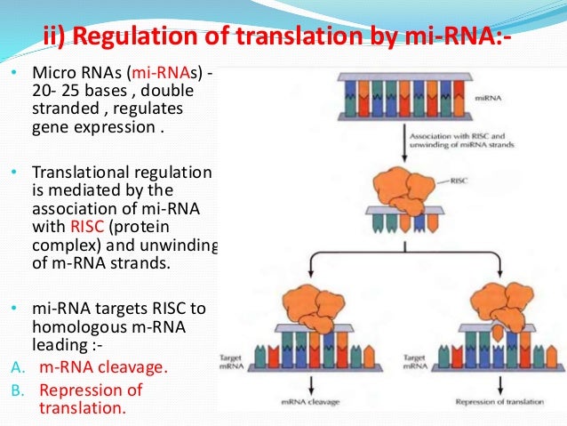 Co and post translationational modification of proteins