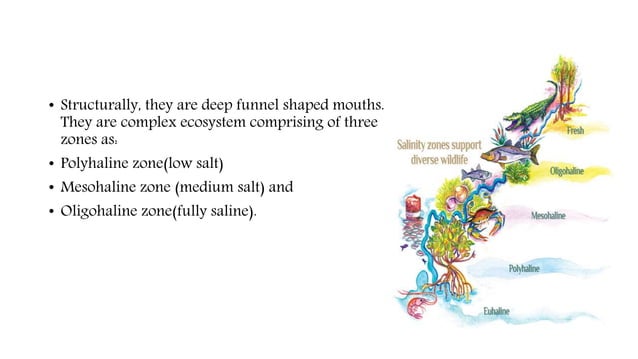 Coastal and marine ecosystem | PPTX