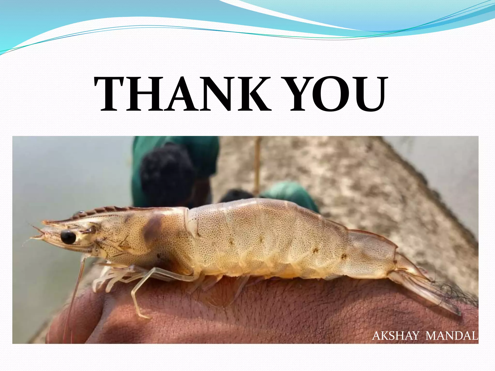 Shrimp Culture | PPTX
