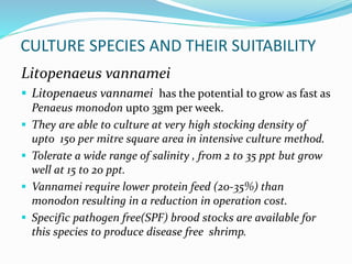 Shrimp Culture | PPTX