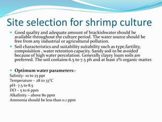 Shrimp Culture | PPTX