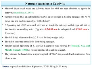 Culture technique of Grouper, sea breams and Pearlspot | PPT