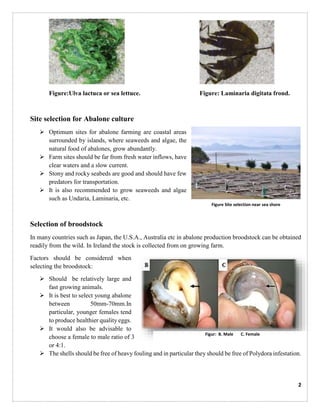 Abalone culture, morphology, larval rearing, settlement.pdf