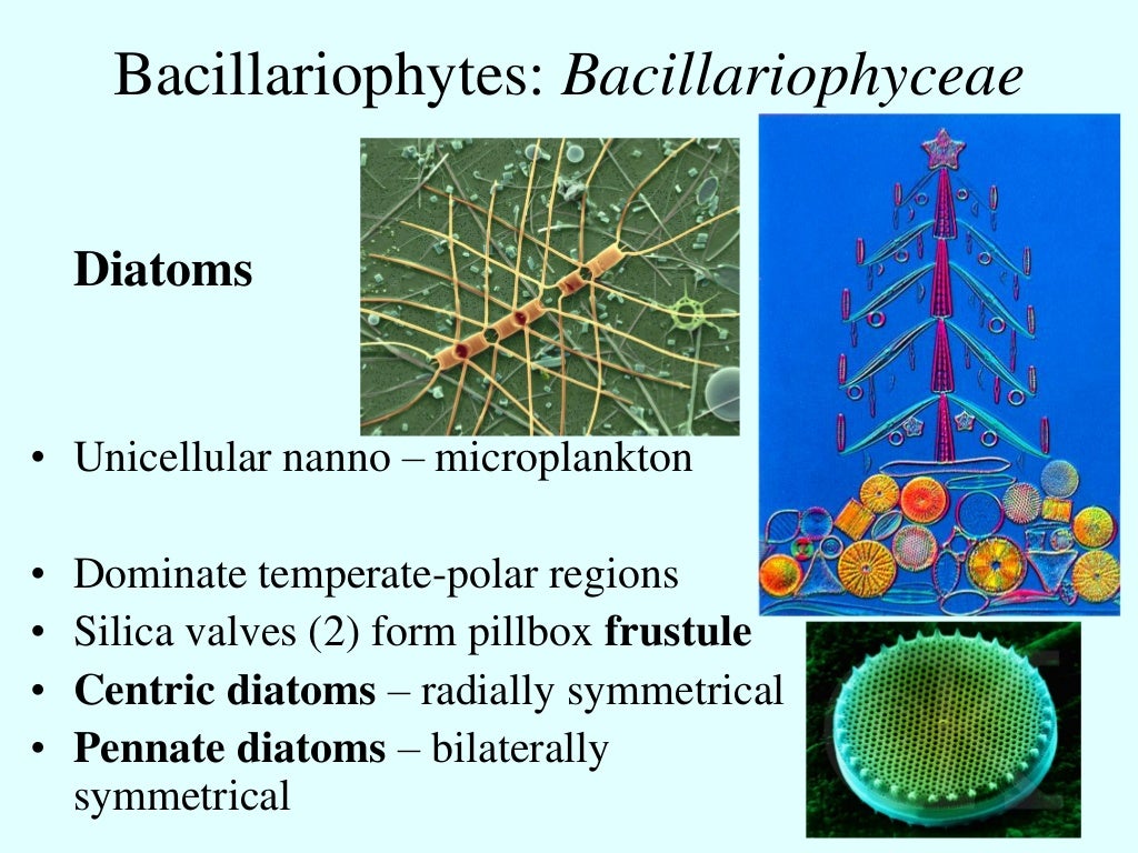 Coastal benthic environments