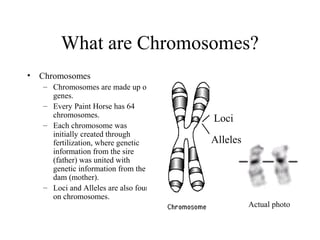 Coat colorgenetics part1 | PPT