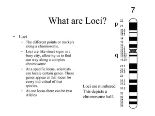 Coat colorgenetics part1 | PPT