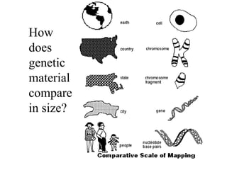 Coat colorgenetics part1 | PPT