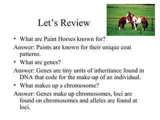 Coat colorgenetics part1 | PPT