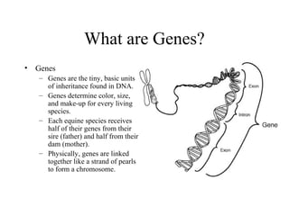Coat colorgenetics part1 | PPT