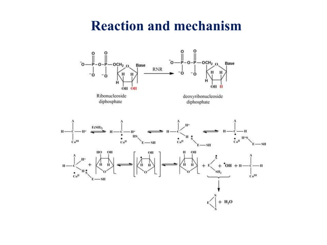 Cobalt ribonucleotide reductase | PPTX