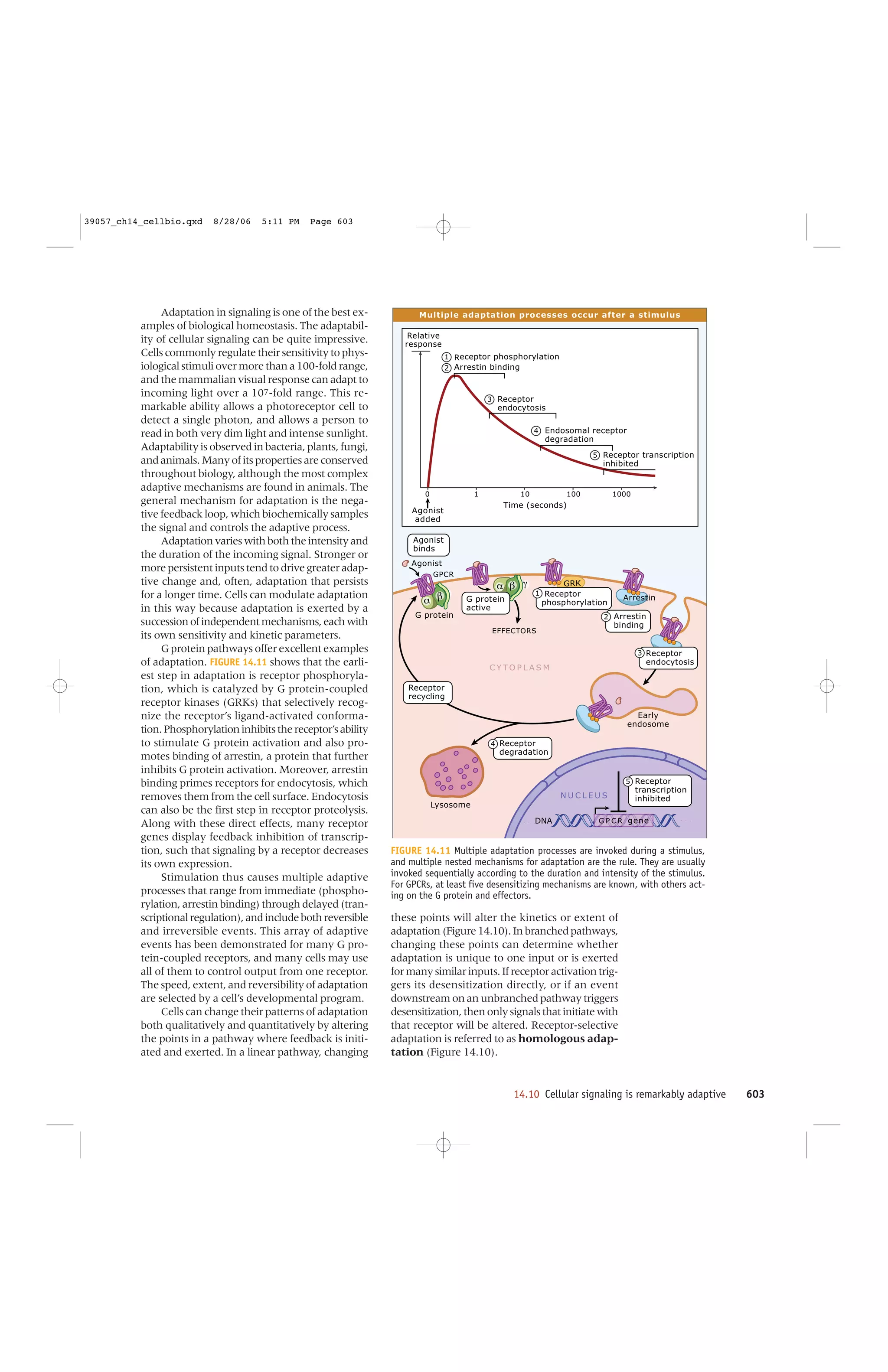 Cobb ross cell signaling chapter | PDF | Chemistry | Science