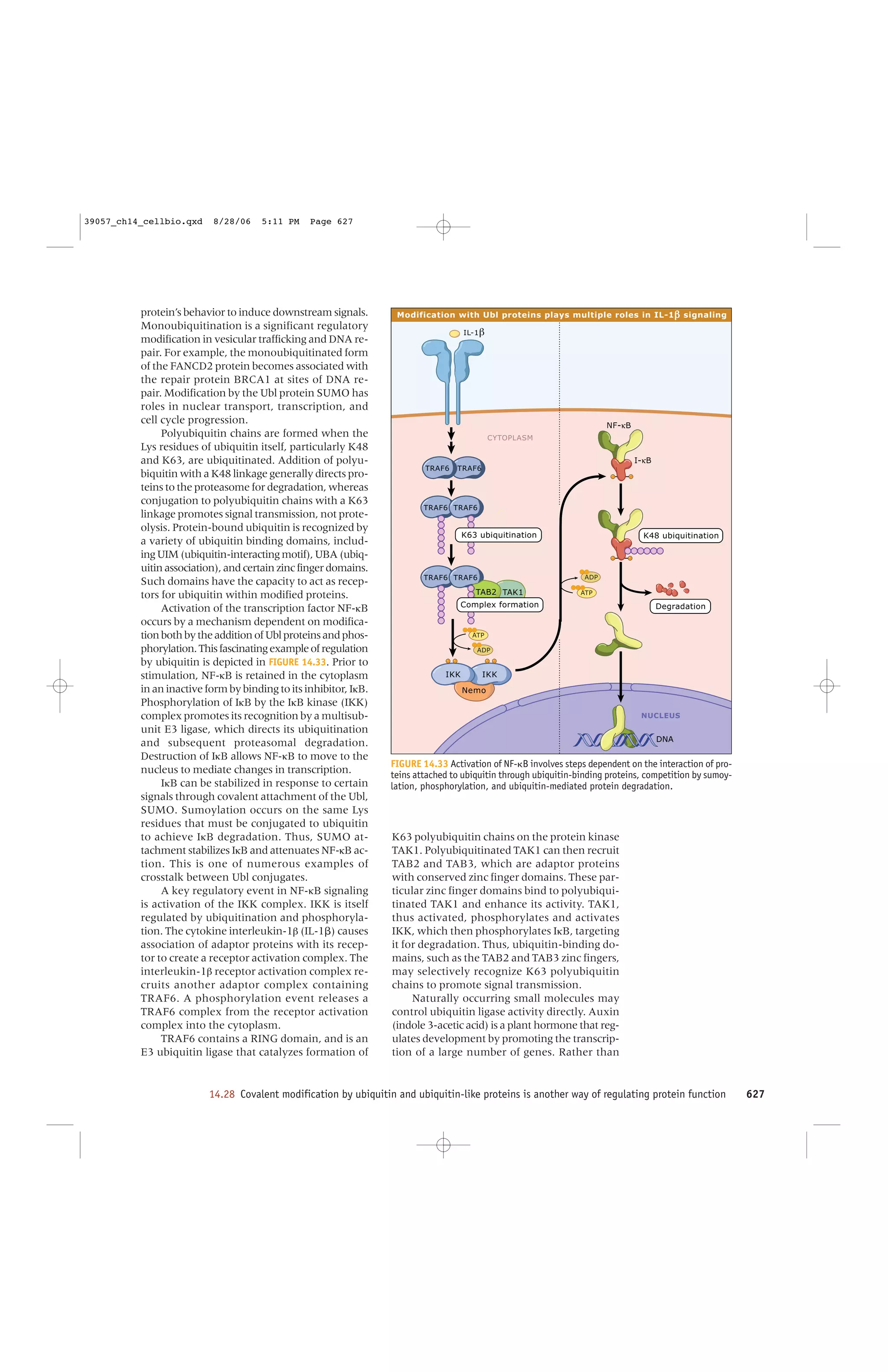 Cobb ross cell signaling chapter | PDF | Chemistry | Science