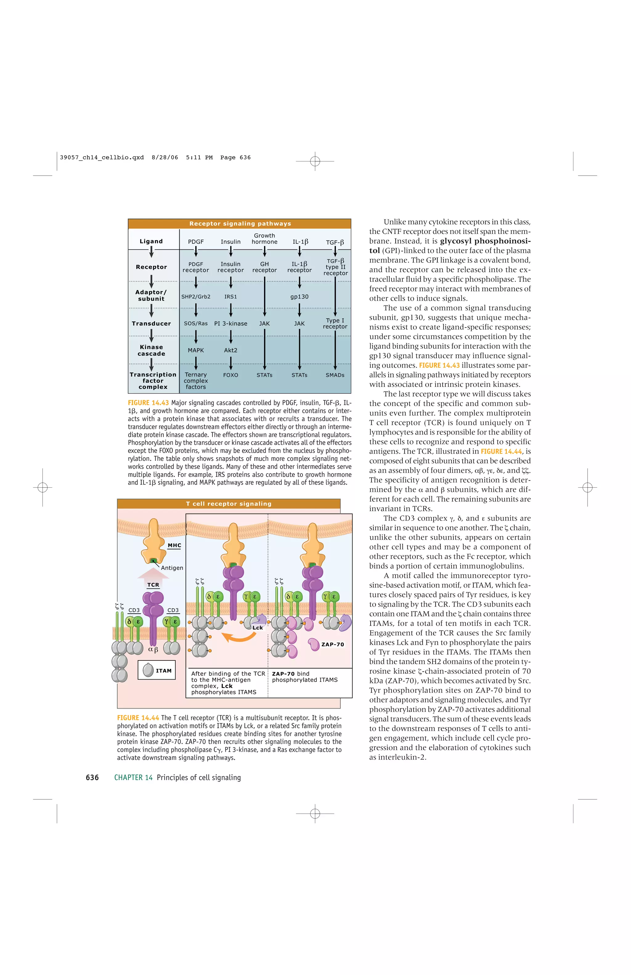 Cobb ross cell signaling chapter | PDF | Chemistry | Science