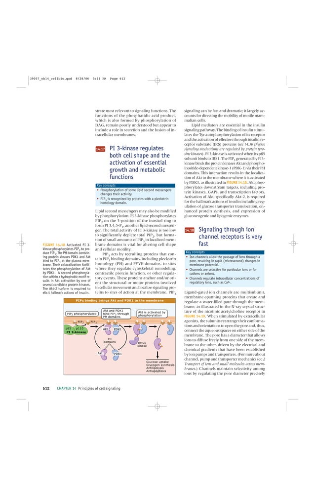 Cobb ross cell signaling chapter | PDF | Chemistry | Science