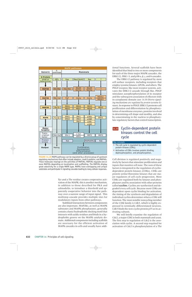 Cobb ross cell signaling chapter | PDF | Chemistry | Science