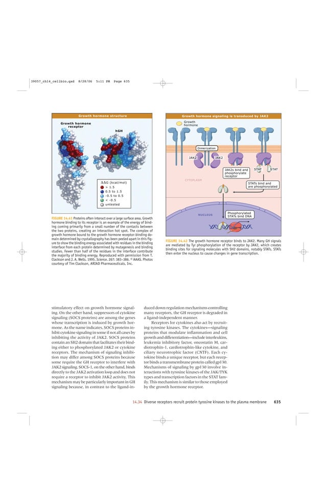Cobb ross cell signaling chapter | PDF | Chemistry | Science