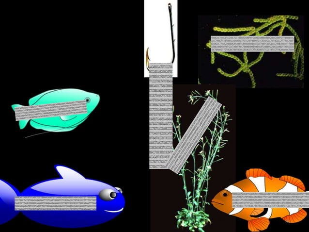 Introduction to Gene Mining Part A: BLASTn-off! | PPT