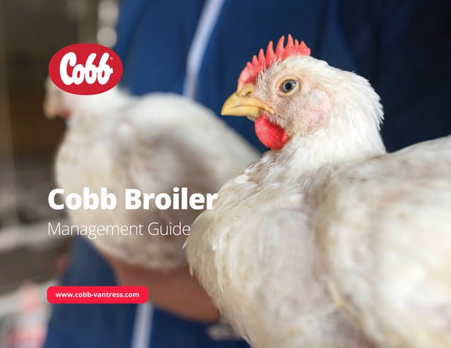 Cobb Broiler- Managment Guide_English-2021-min.pdf | Birds | Pets
