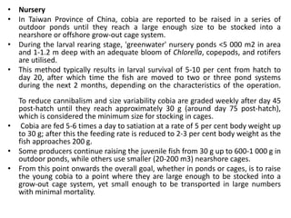 Cobia farming by B.pptx