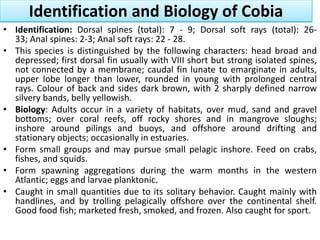 Cobia farming by B.pptx