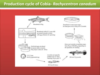 Cobia farming by B.pptx