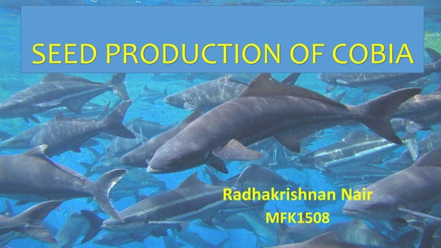 SEED PRODUCTION OF COBIA | PPTX | Agriculture | Industries