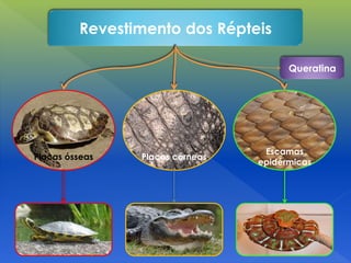 reptios escamados | PPTX