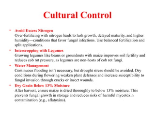 Cob_Rot_Disease_in_Maize_Presentation-1.pptx