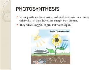 Carbon-Oxygen Cycle | PPT | Geology | Science