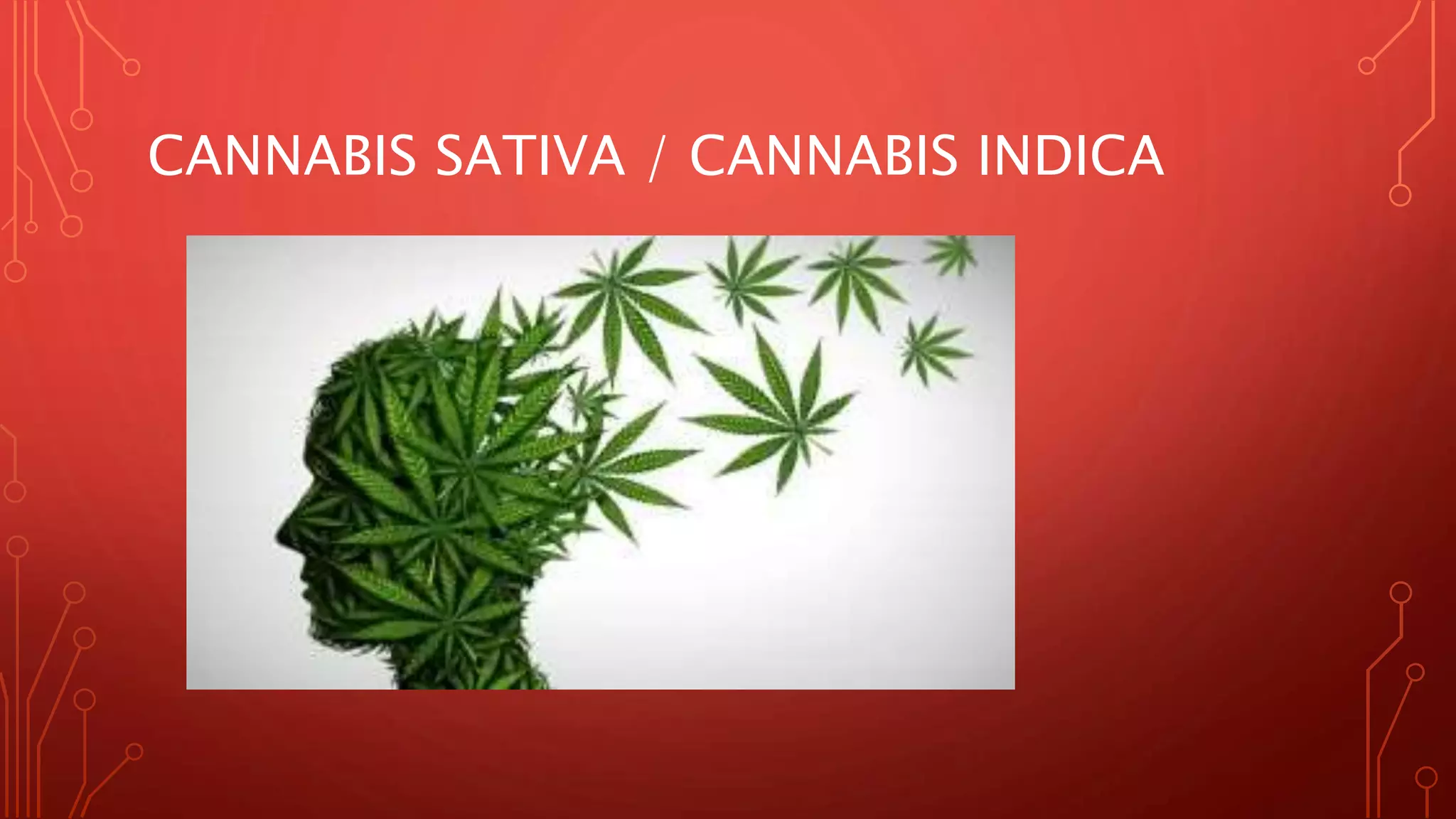 Cocaine, cannabis | PPTX