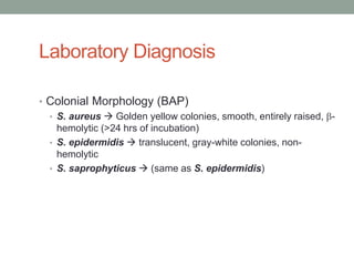 Cocci 2011 | PPT