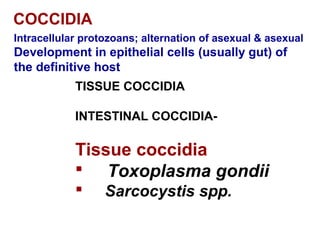 Coccidia | PPT