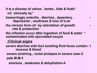 Coccidia | PPS