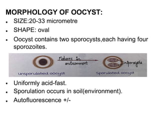 coccidian parasite 3 parasitology - MICROBIOLOGY | PPTX
