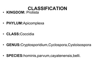 coccidian parasite 3 parasitology - MICROBIOLOGY | PPTX